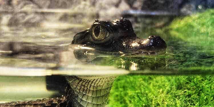 Caimanul Poncho, Vedeta Expoziției De La Complexul Muzeal Arad | 2026